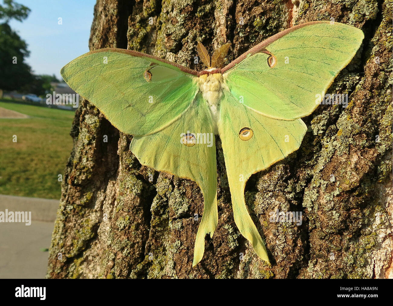 usfwsmidwest 14845335755 Lovely luna moth at the Neosho National Fish ...