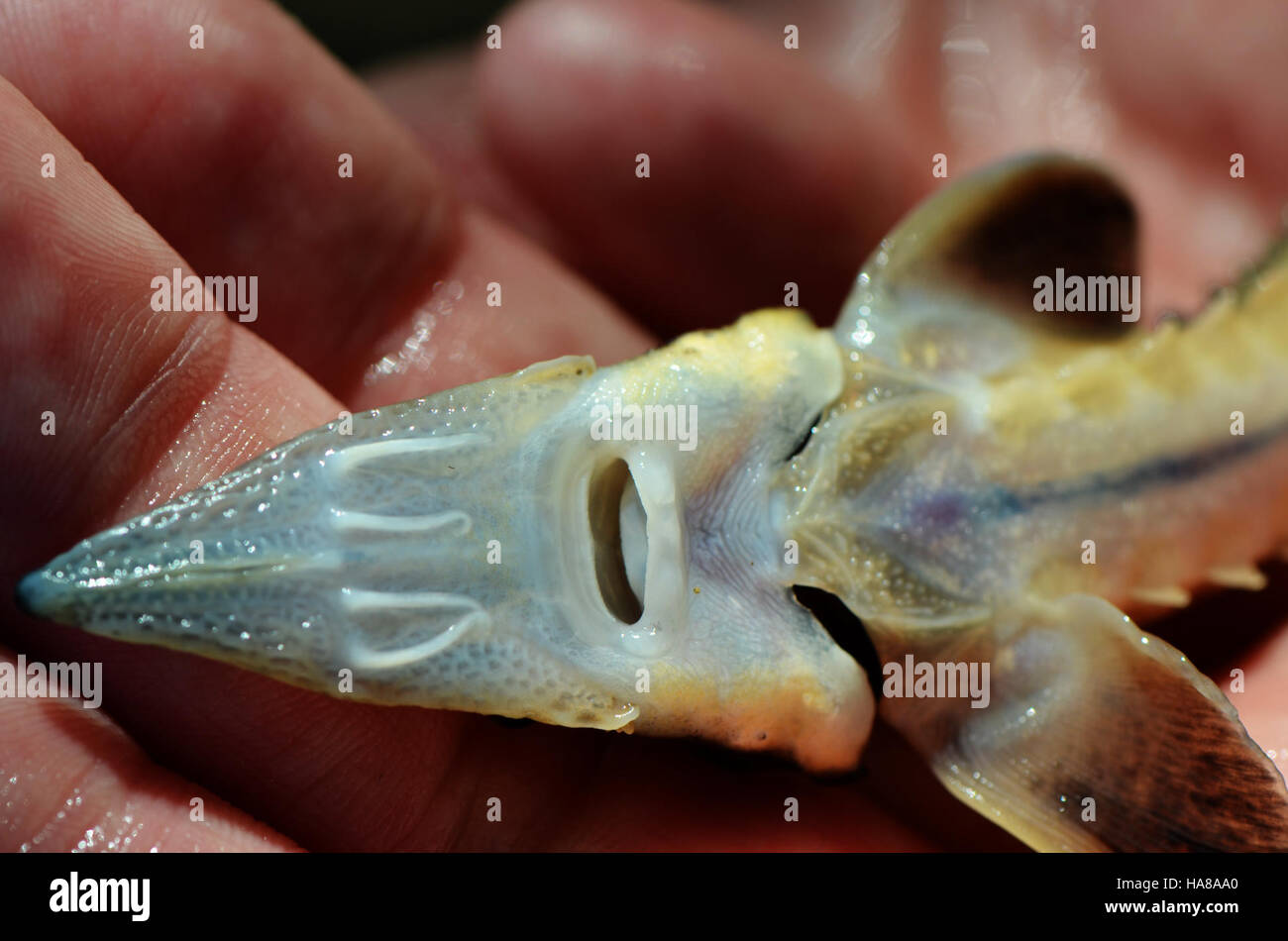 Sturgeon mouth hi-res stock photography and images - Alamy