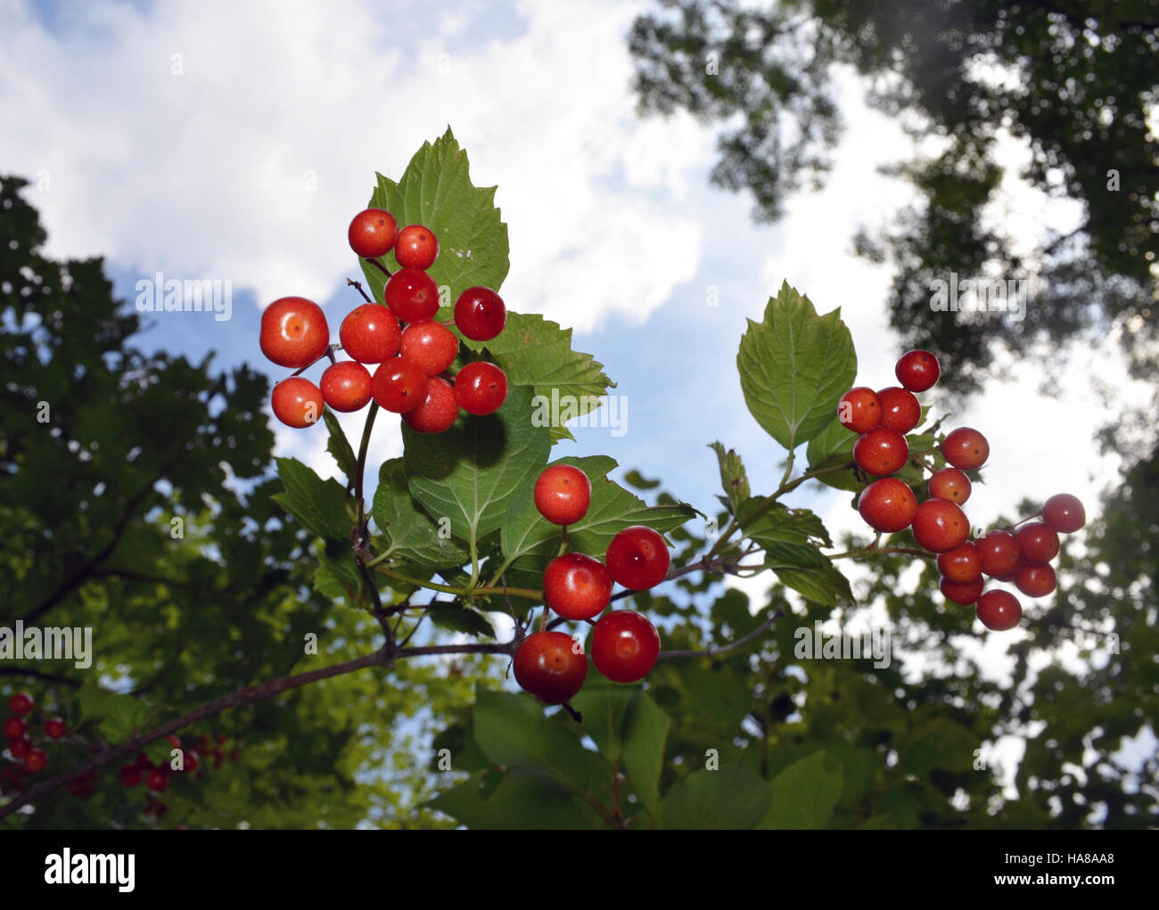 Highbush cranberry hi-res stock photography and images - Alamy