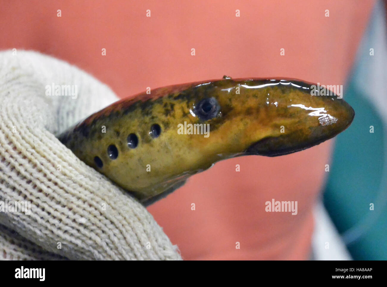 A sea lamprey is featured in this image, illustrating the invasive ...