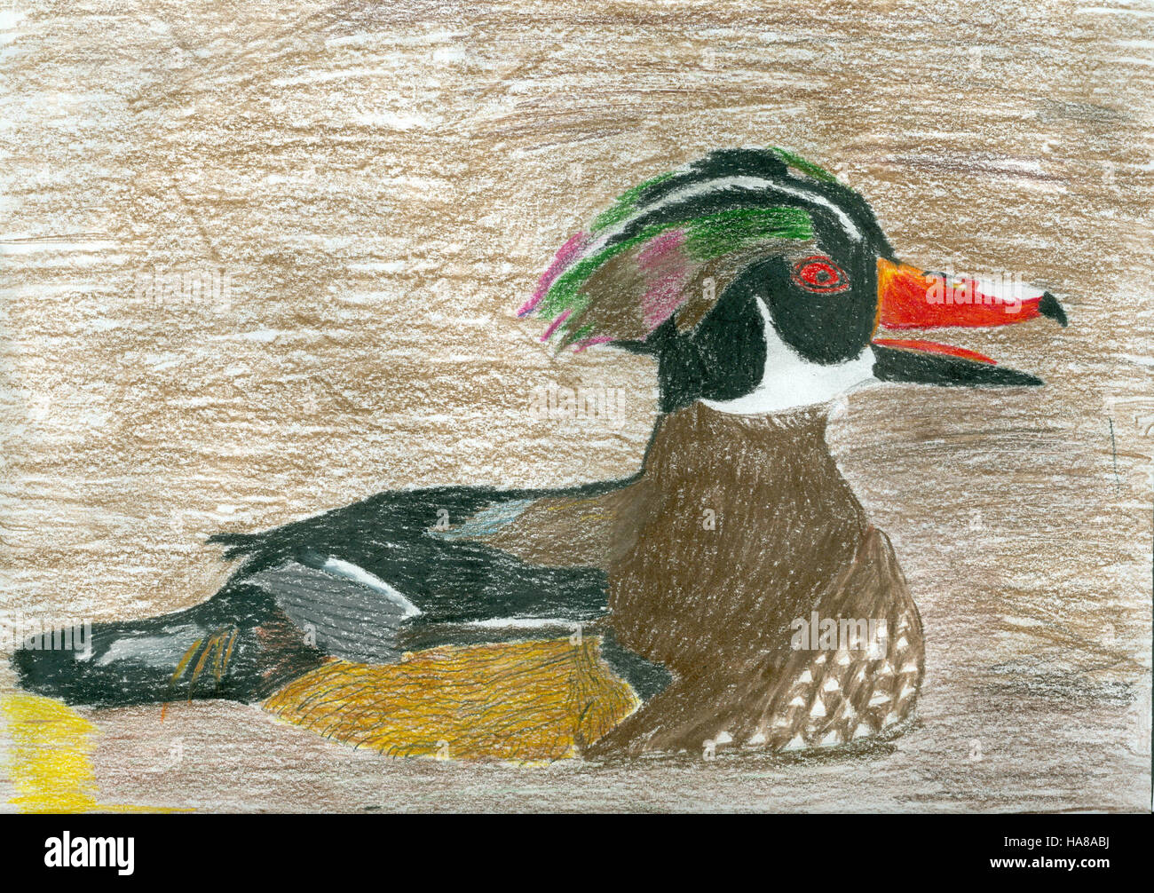 A middle school student’s project showcasing a mallard duck in a ...