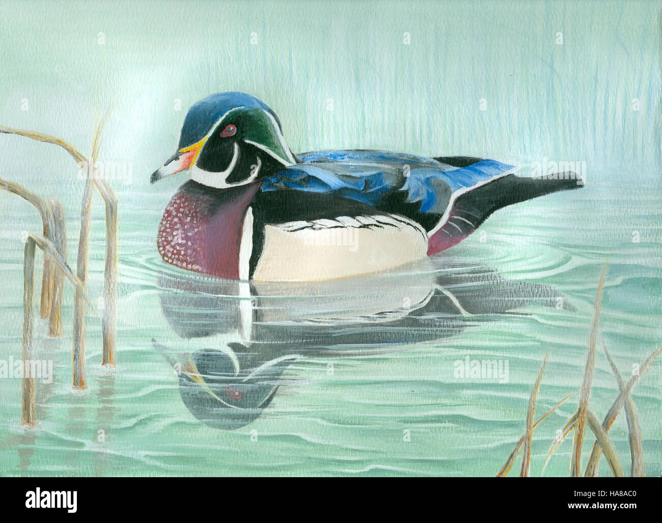 A wood duck, seen in the National Park, highlights the importance of ...