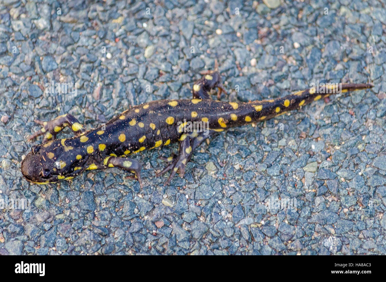Various salamander species hi-res stock photography and images - Alamy
