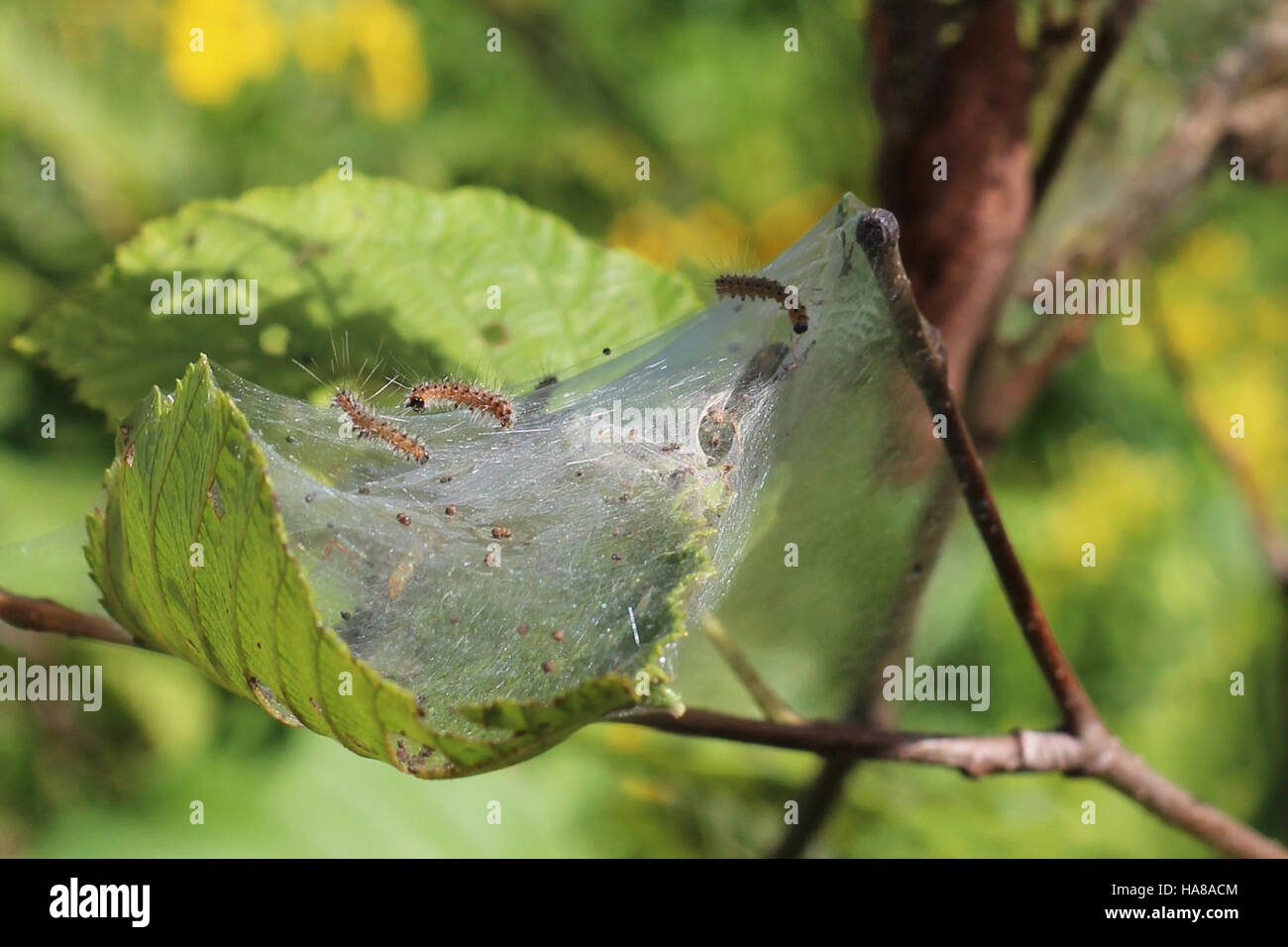 Webworms hi-res stock photography and images - Alamy