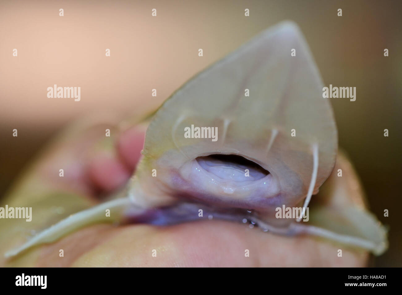 Sturgeon Mouth High Resolution Stock Photography and Images - Alamy