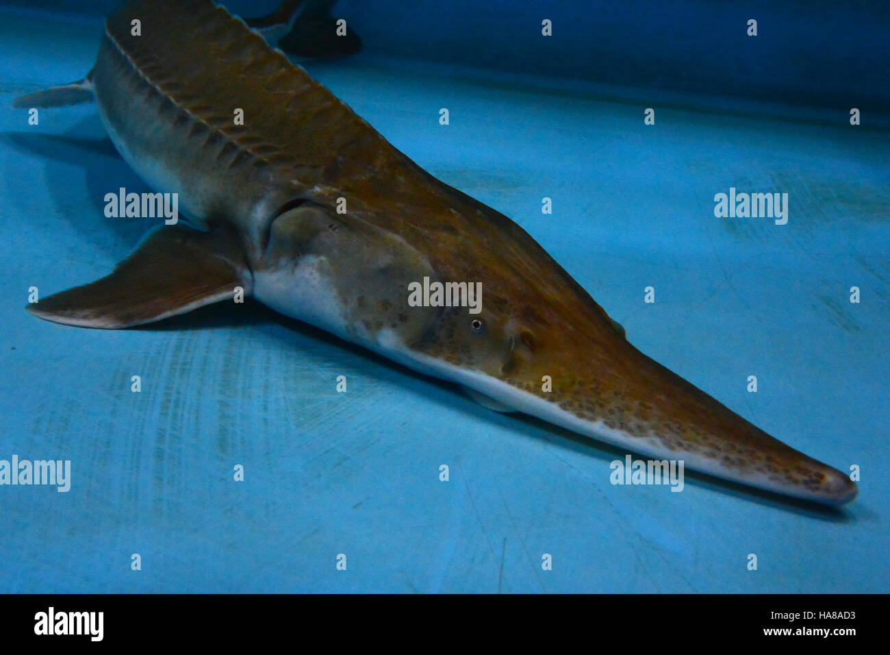The adult pallid sturgeon, featured in a photograph by the U.S. Fish ...