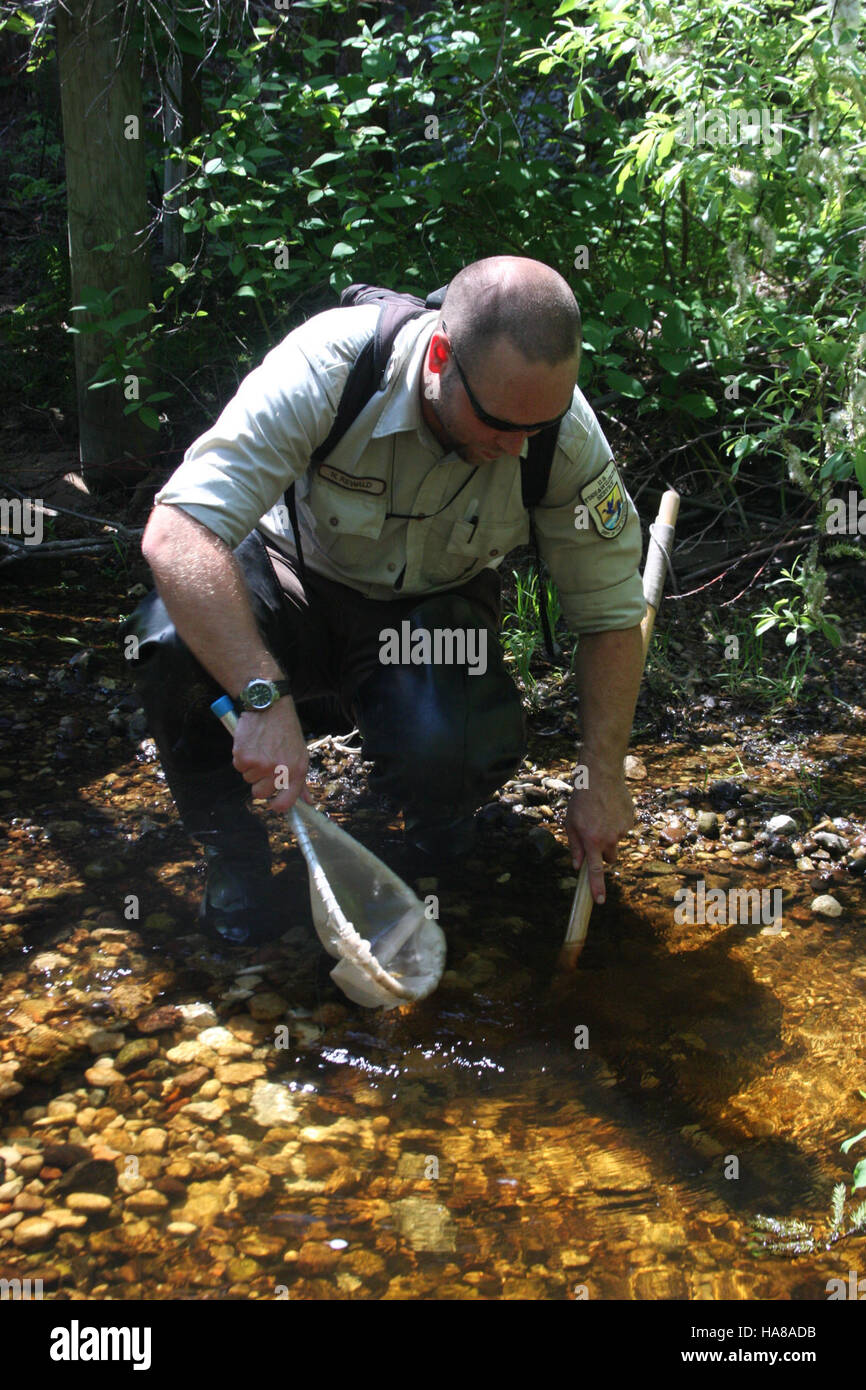 Sea lamprey spawning hi-res stock photography and images - Alamy