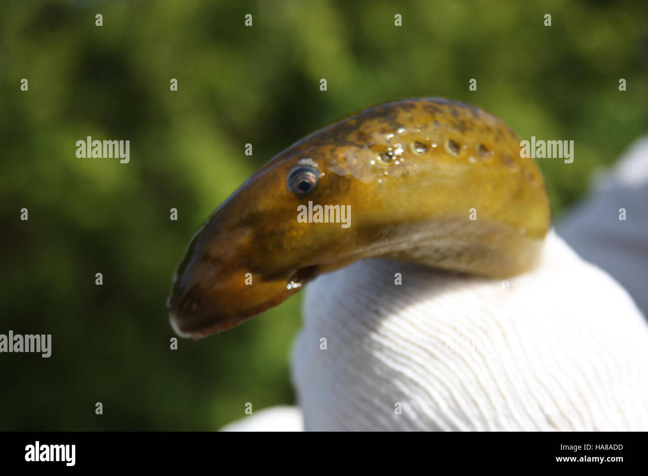 An adult sea lamprey is pictured during its recovery efforts in a ...