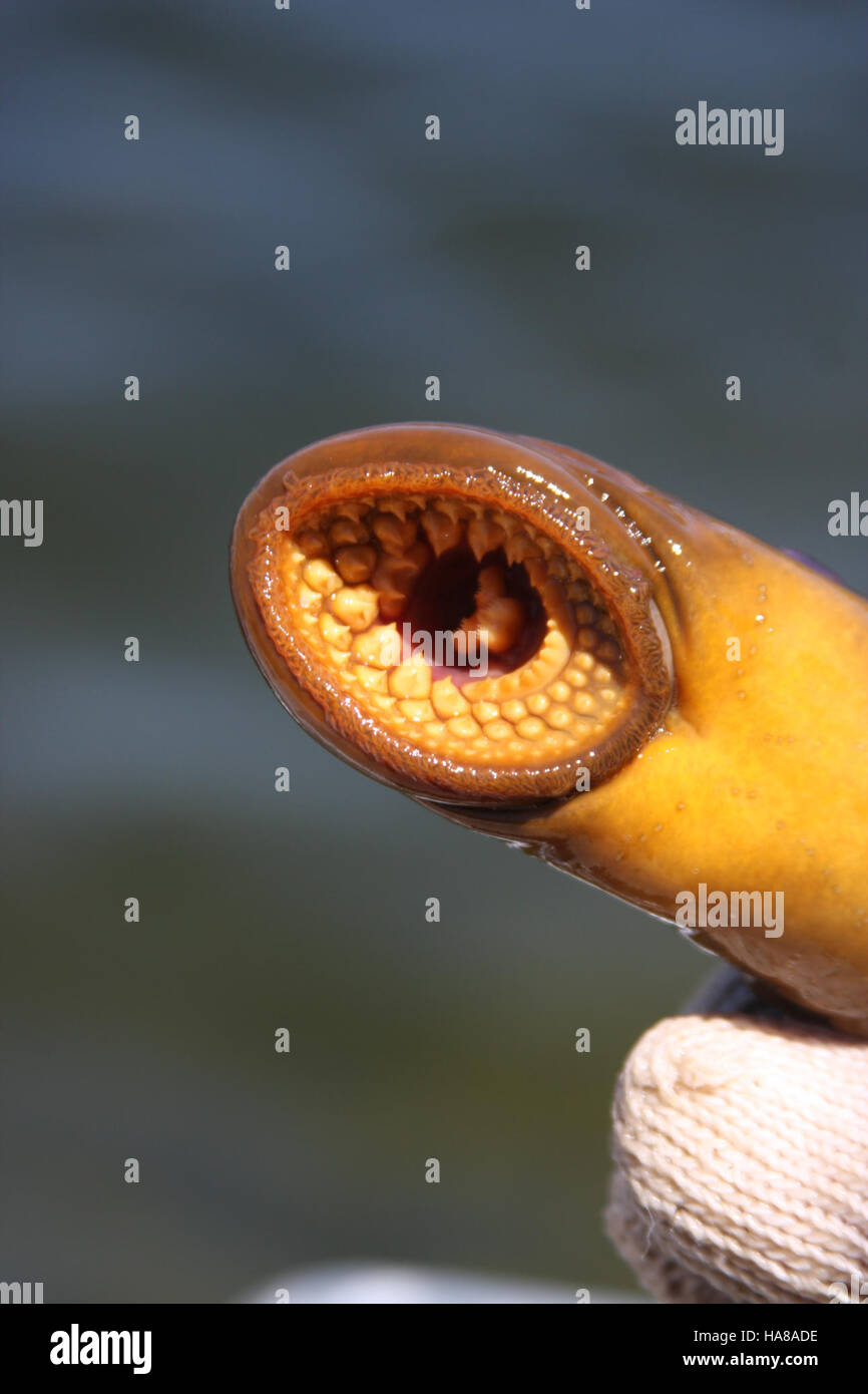 Sea lampreys, an invasive species, are captured at the Cheboygan River ...
