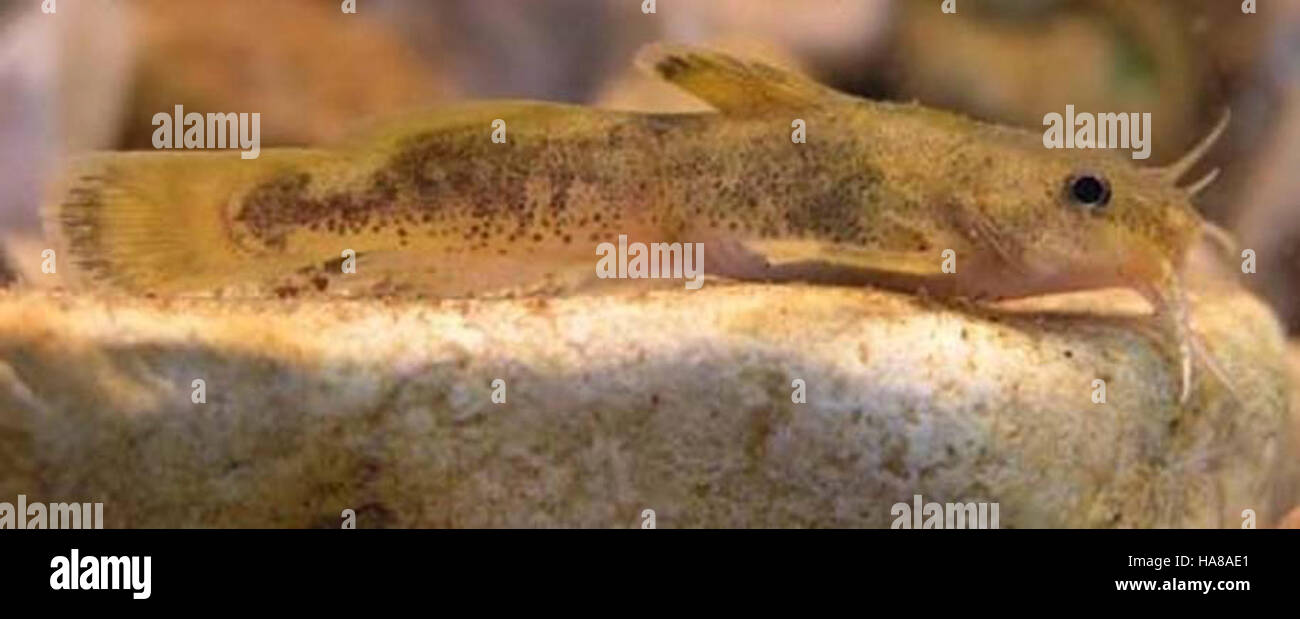 The Neosho Madtom, an endangered fish species, is the focus of ...