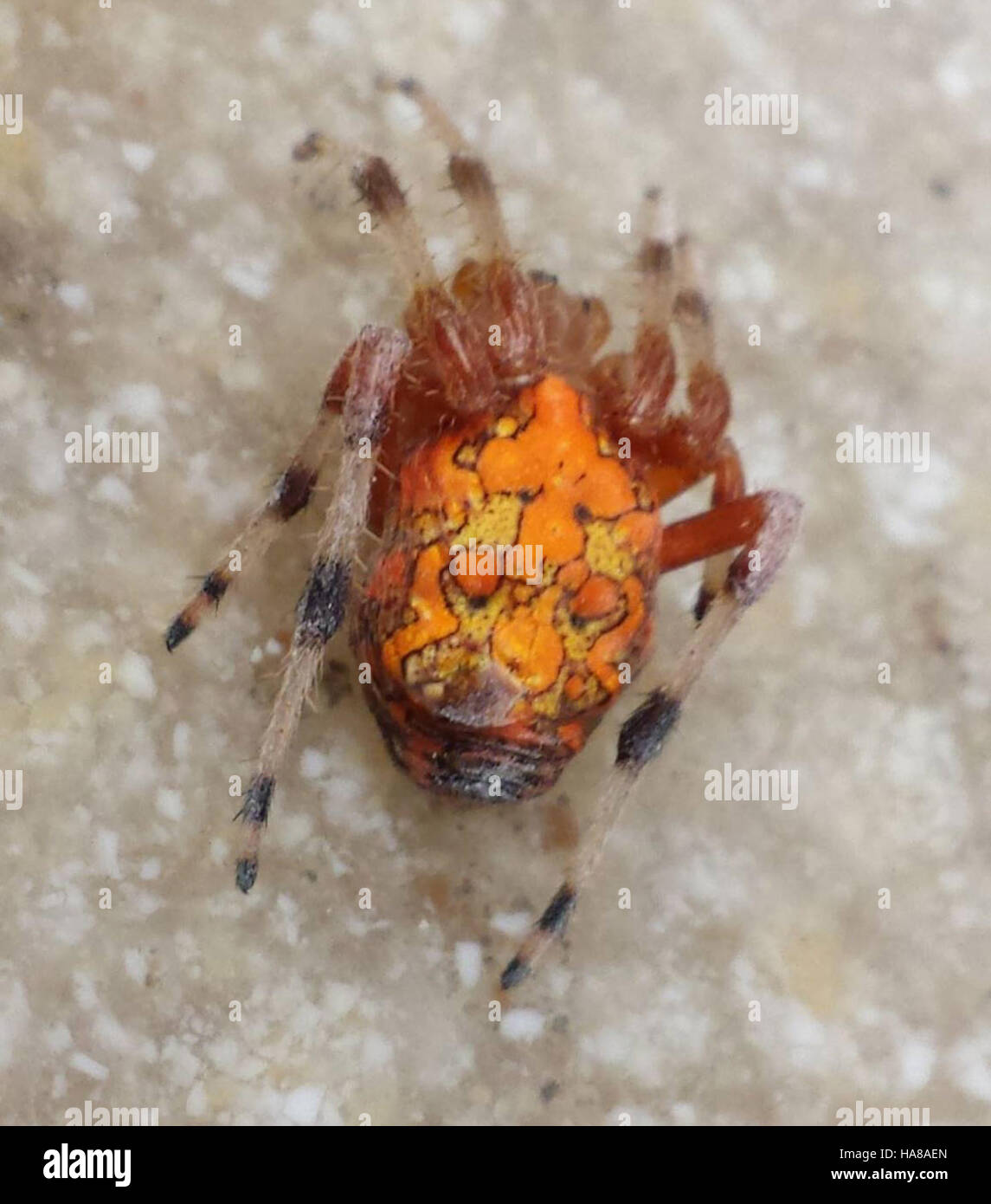 The Marbled Orb-Weaver Spider (Araneidae) is a common species found in ...