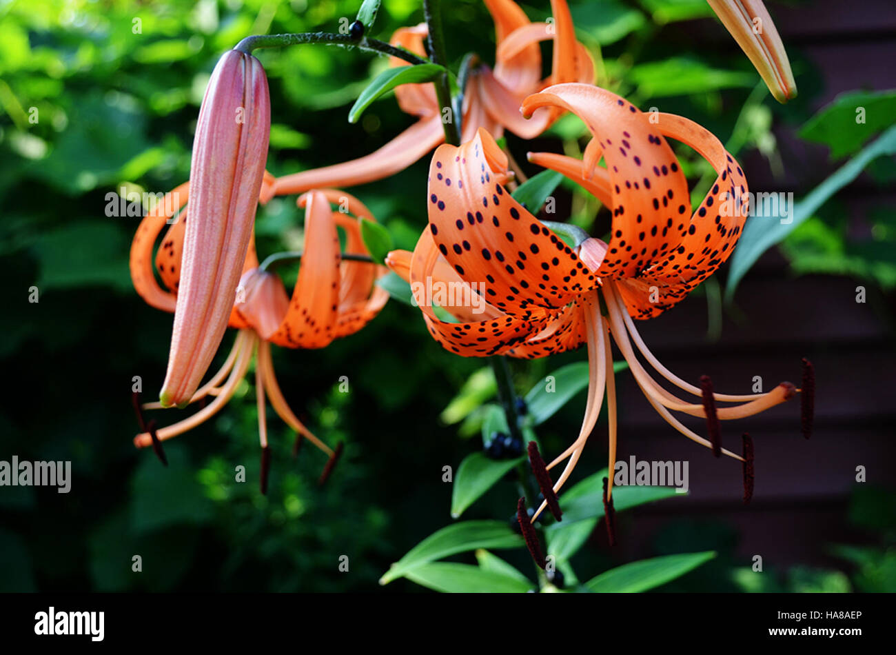A Tiger Lily in bloom within a national park, highlighting the region's ...