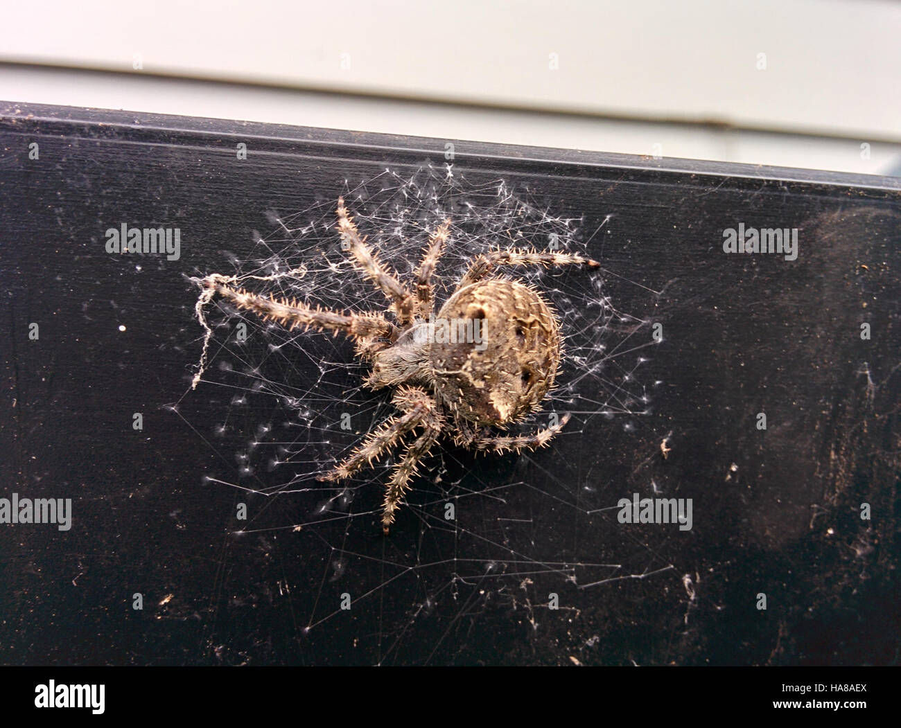 An Orb-weaver spider is shown in its natural habitat, likely within a ...
