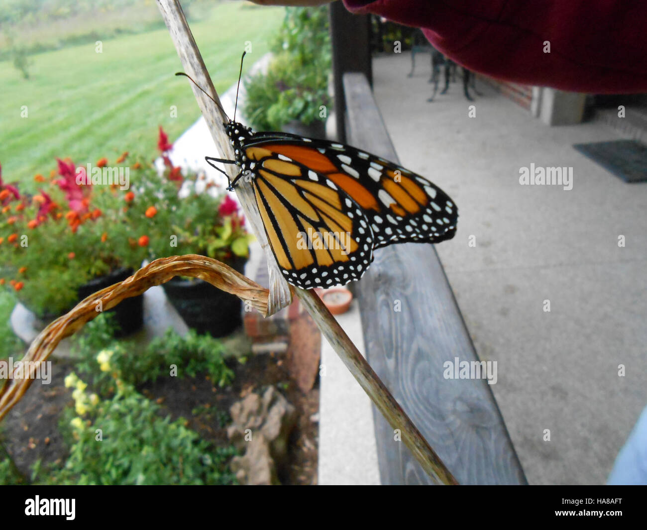 Image of a monarch butterfly in a national park, illustrating the ...