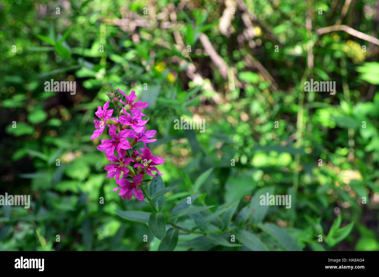 Purple loosestrife, an invasive plant species, threatens wetlands ...
