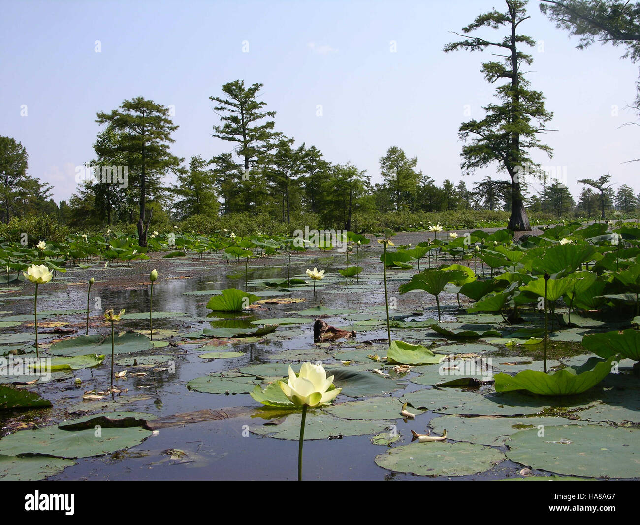 The American lotus, a prominent aquatic plant, blooms in various U.S ...