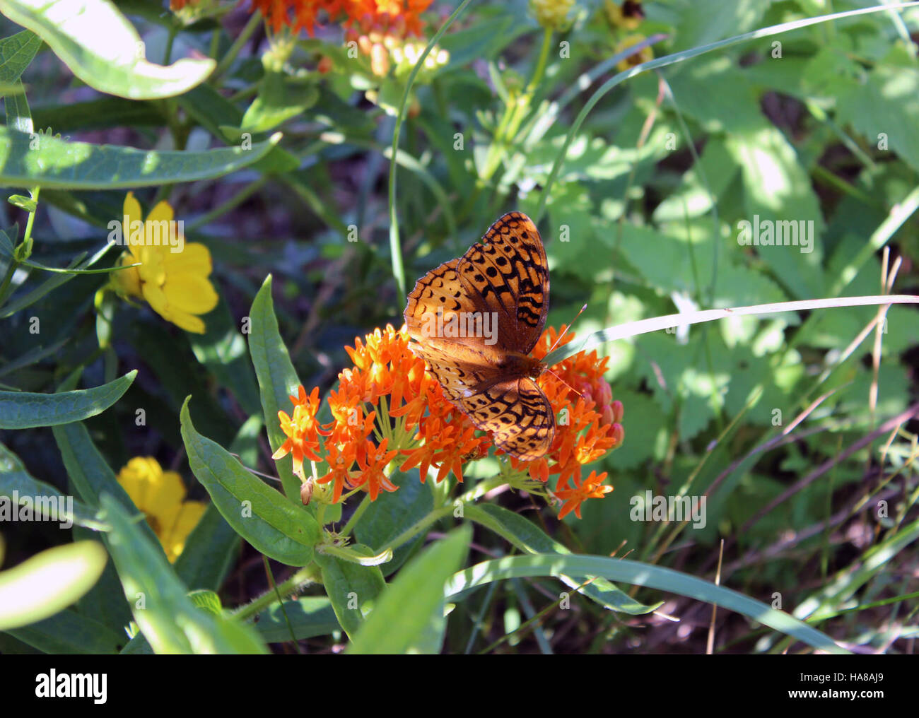 The Great Spangled Fritillary is a butterfly species commonly found in ...