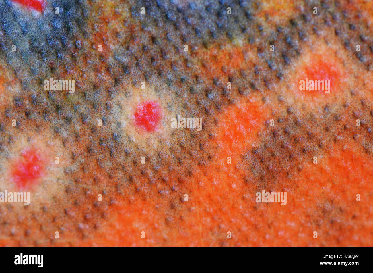 Research into the male pigmentation of certain wildlife species ...