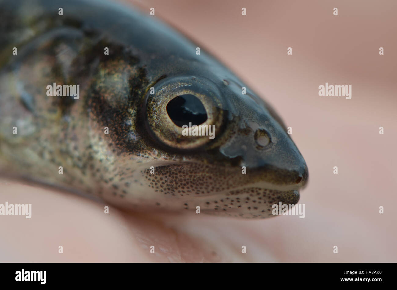 The juvenile Lake Trout, photographed in a national park, is a vital ...