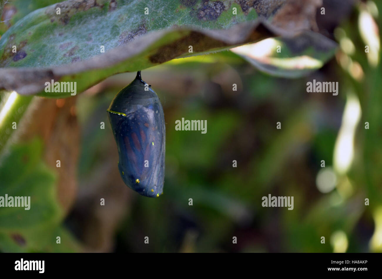 A Monarch butterfly chrysalis one day before emerging, a significant ...