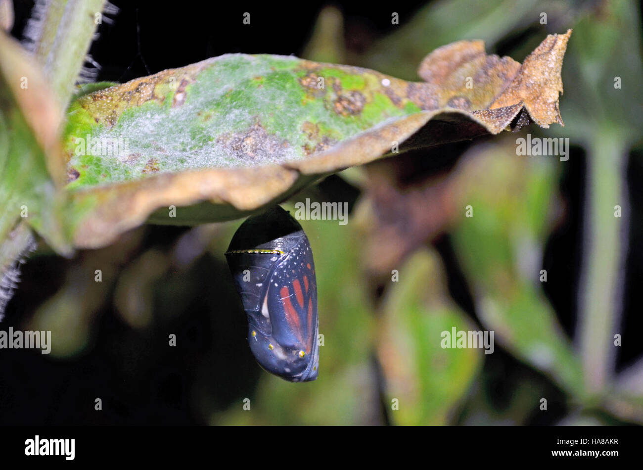 Butterfly life cycle insect emergence hi-res stock photography and ...