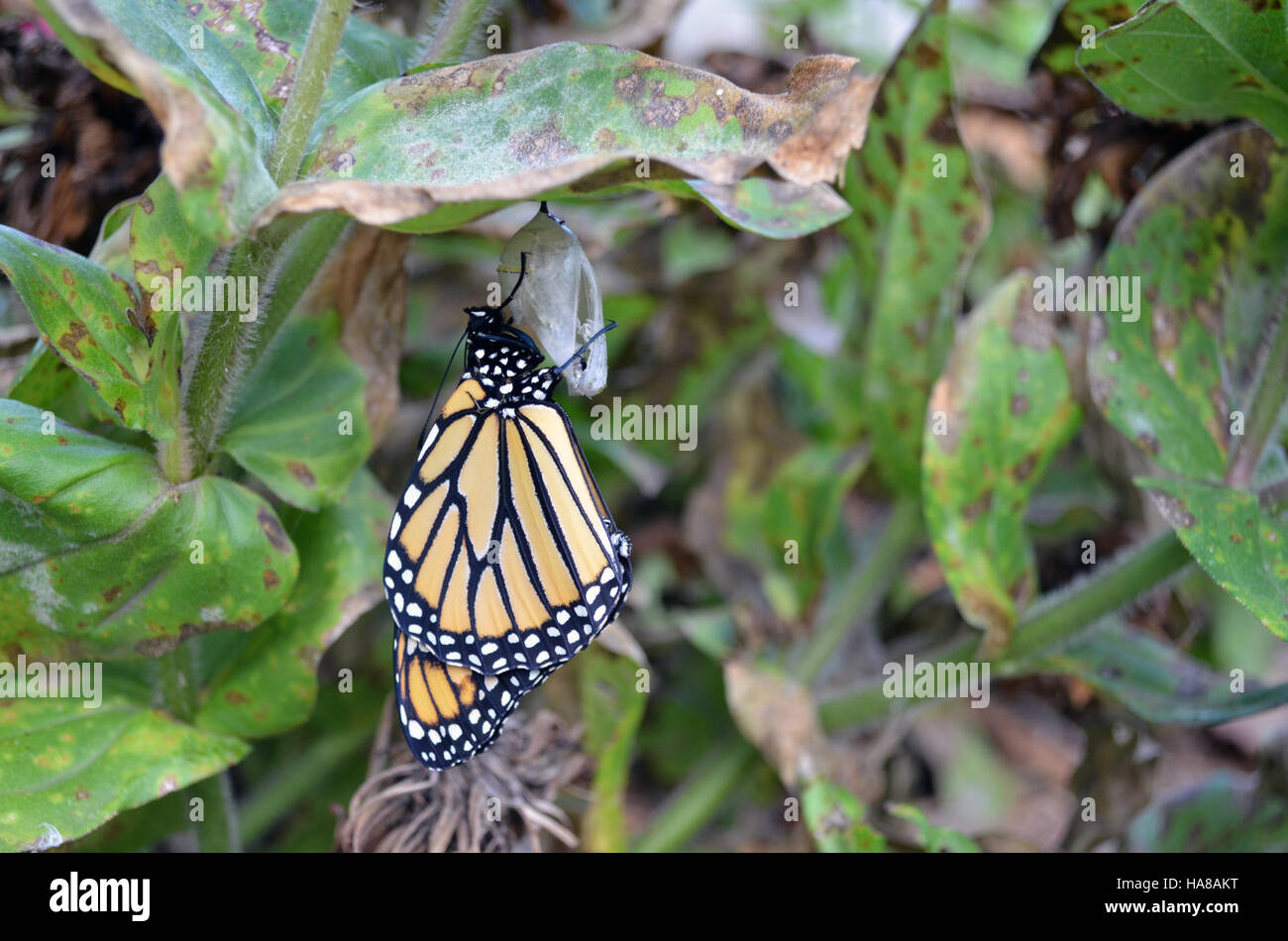 A newly emerged monarch butterfly dries its wings at a National Park ...