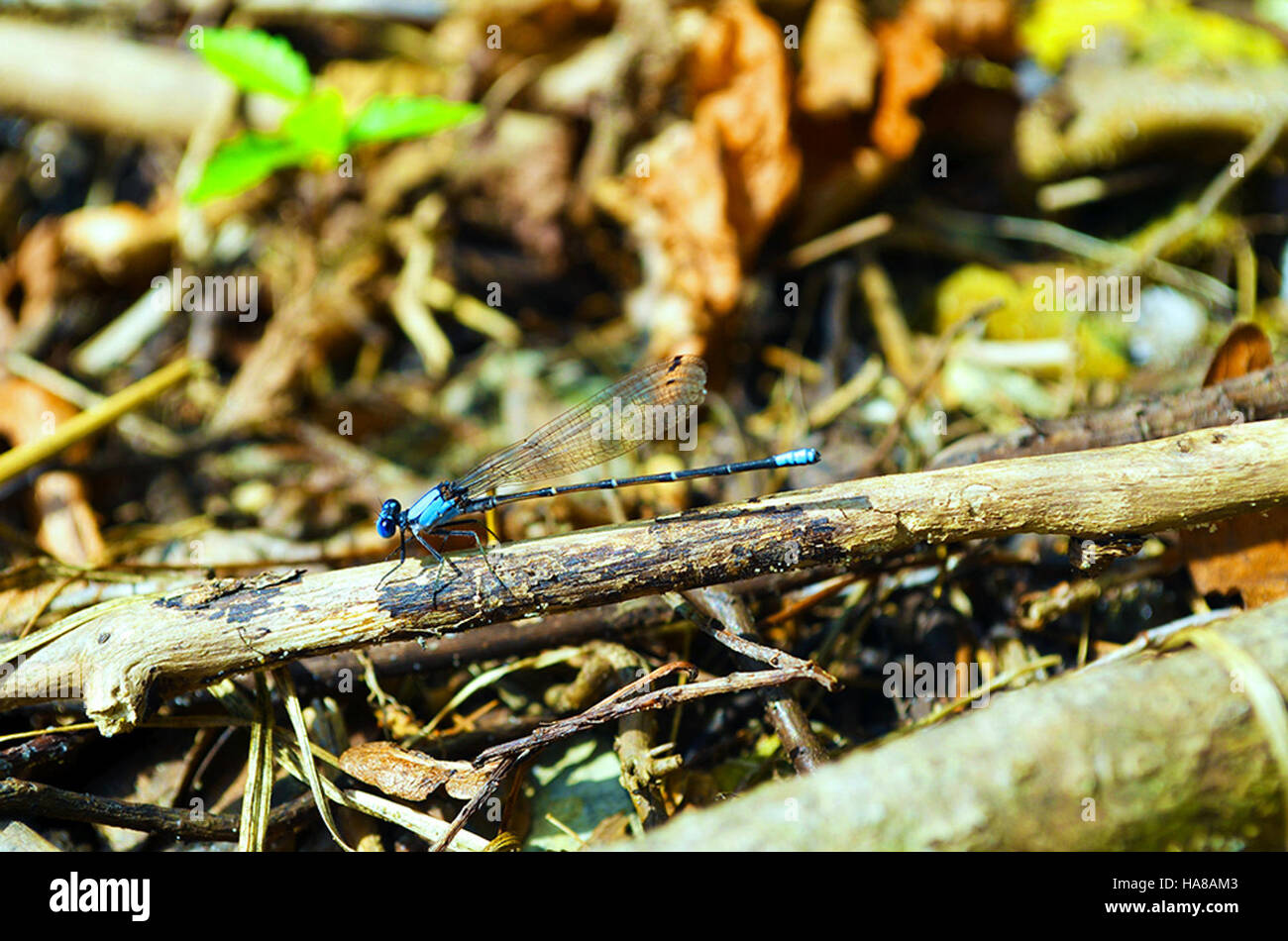 Aquatic insect coloring hi-res stock photography and images - Alamy