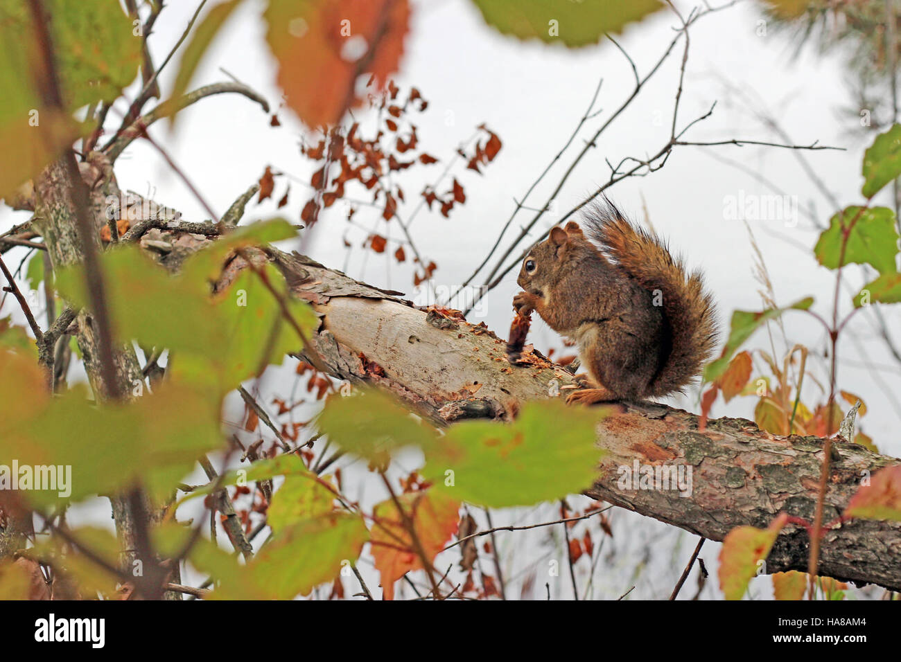 A red squirrel is seen in its natural habitat at Seney National ...