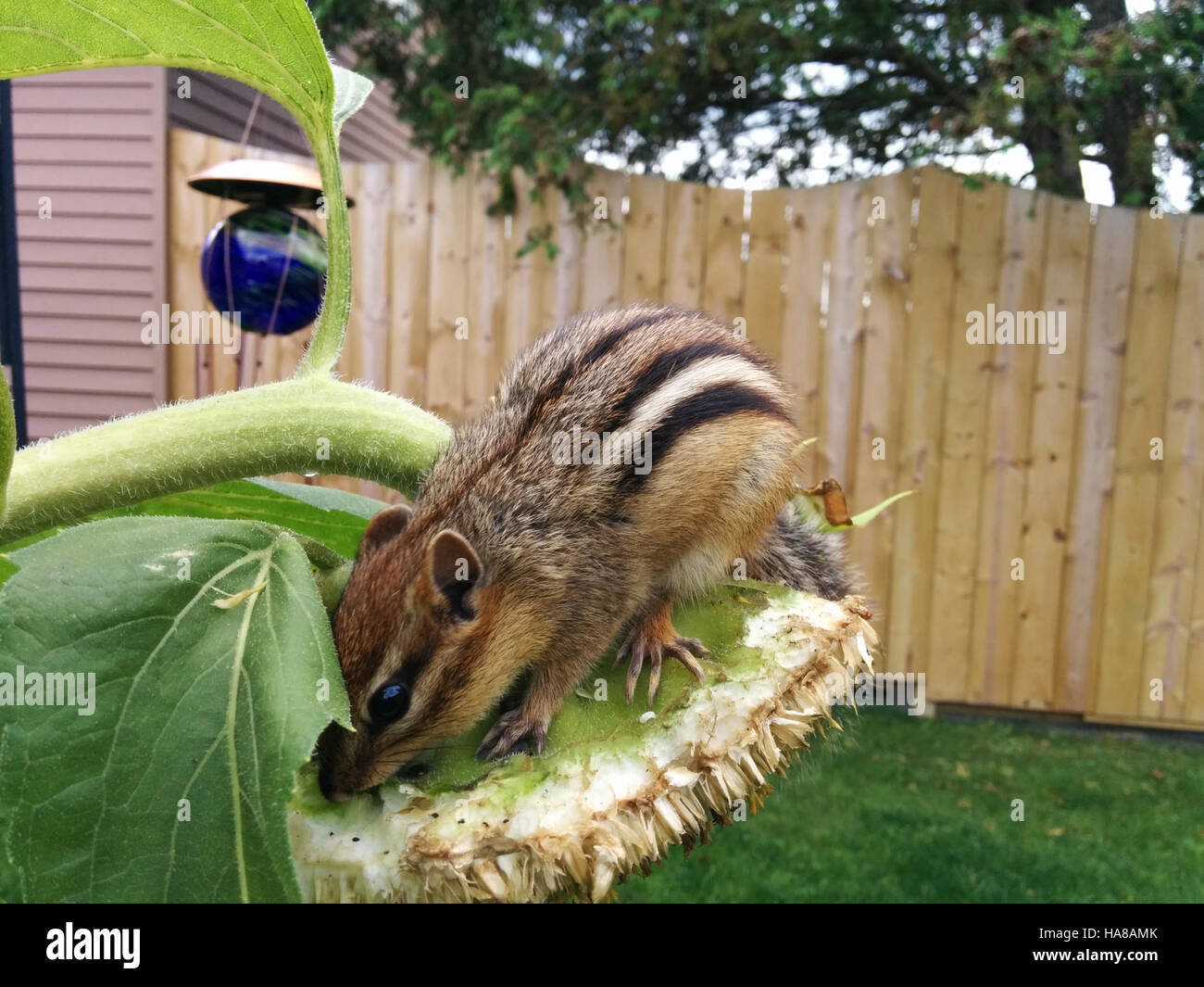 This image shows a chipmunk in a national park, emphasizing the ...