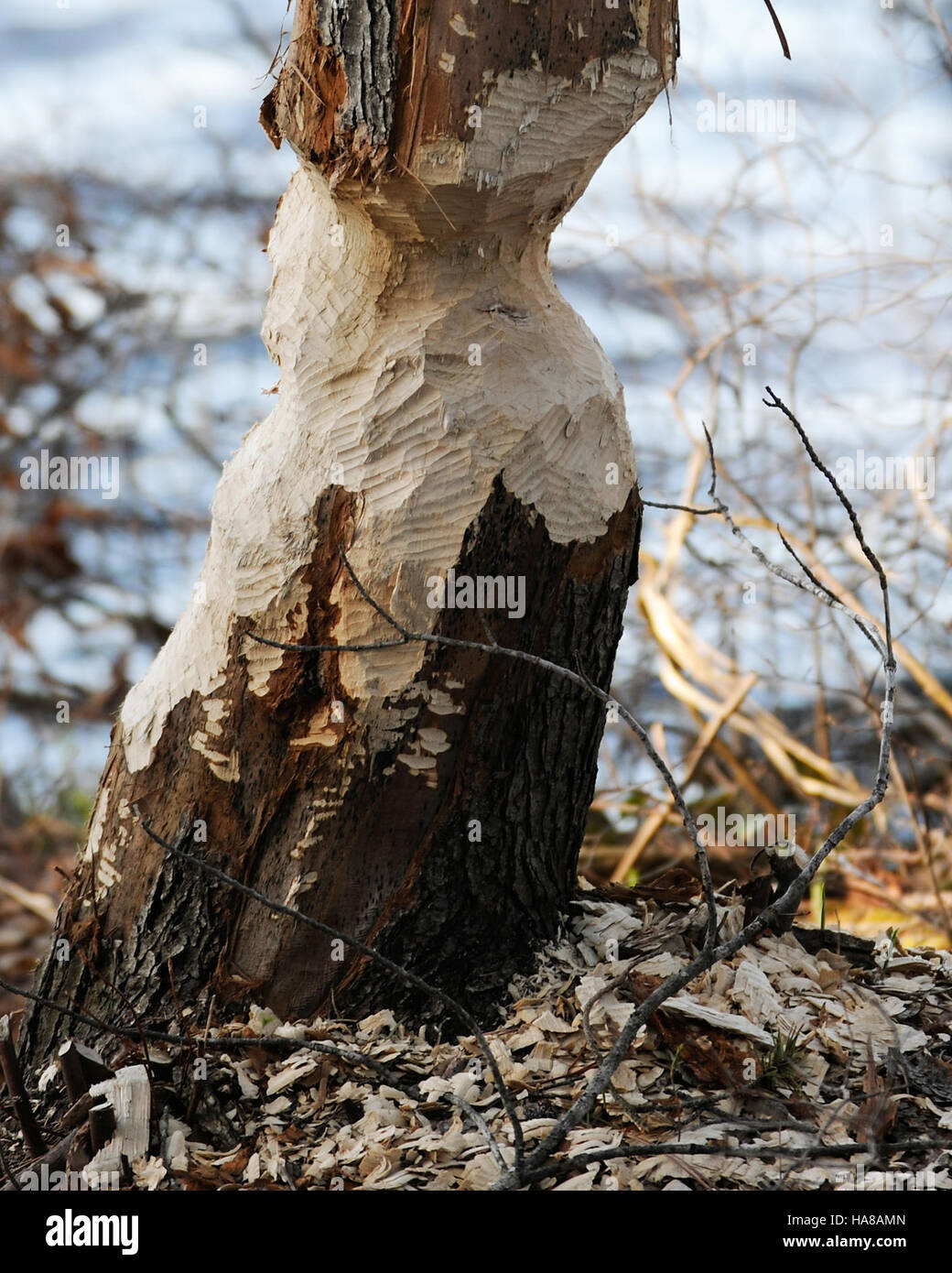 The image titled 'Unfinished Business' shows a beaver-chewed tree at ...