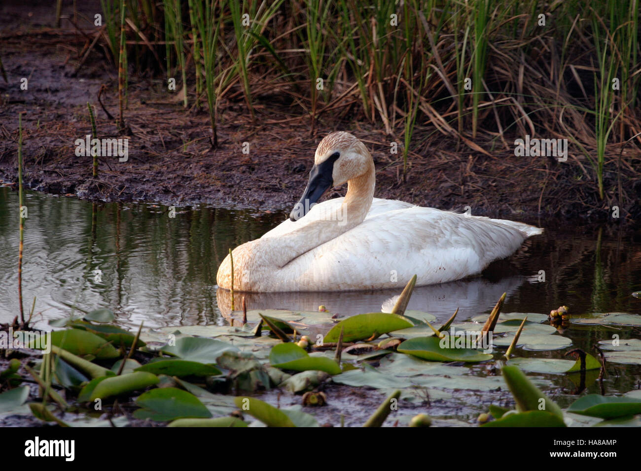 Ducks & Geese Wildlife Category trumpeter swan Full 2014 Photo Contest ...