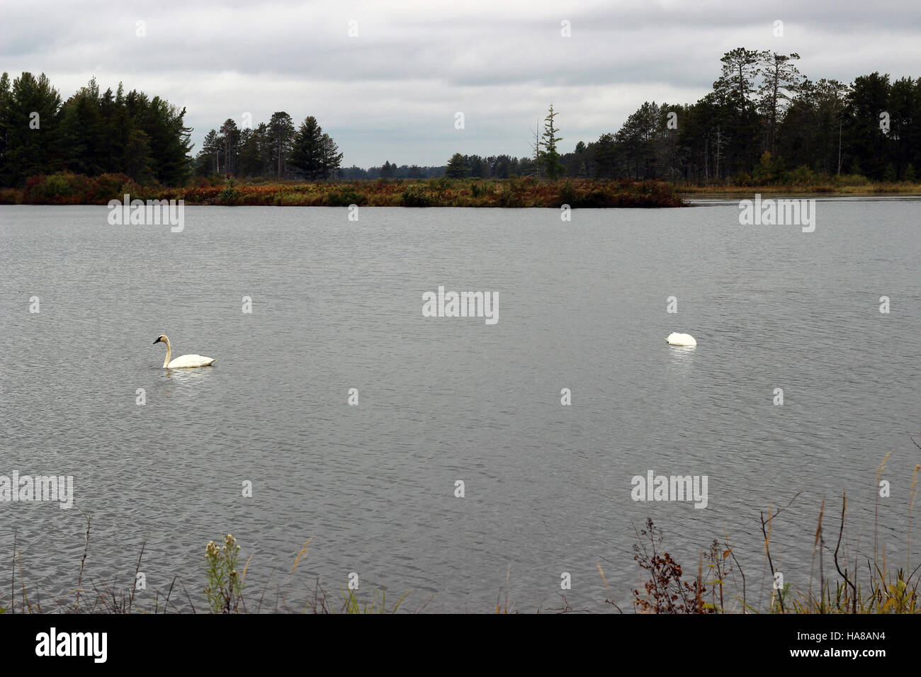 Trumpeter swans, one of North America's largest waterfowl species, are ...