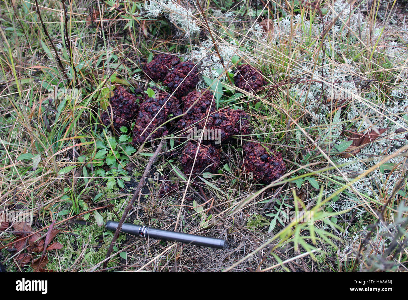 Black bear scat hi-res stock photography and images - Alamy