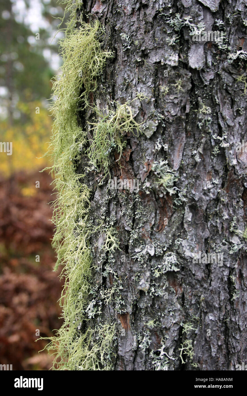 Lichen National Park in the Midwest showcases a unique ecosystem where ...