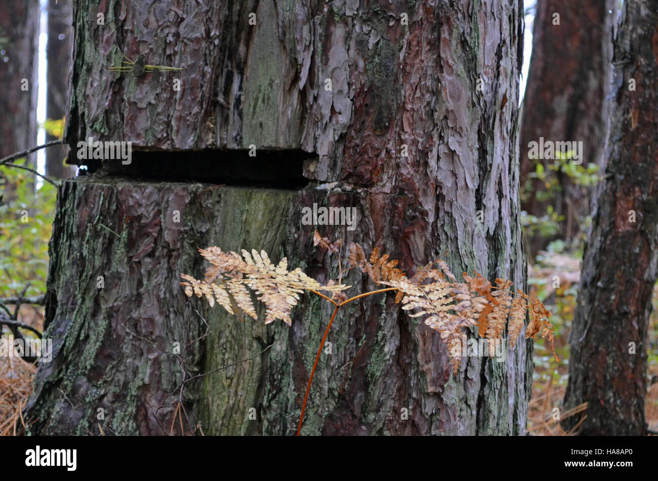 Data collection efforts by U.S. Fish and Wildlife Service aim to track ...