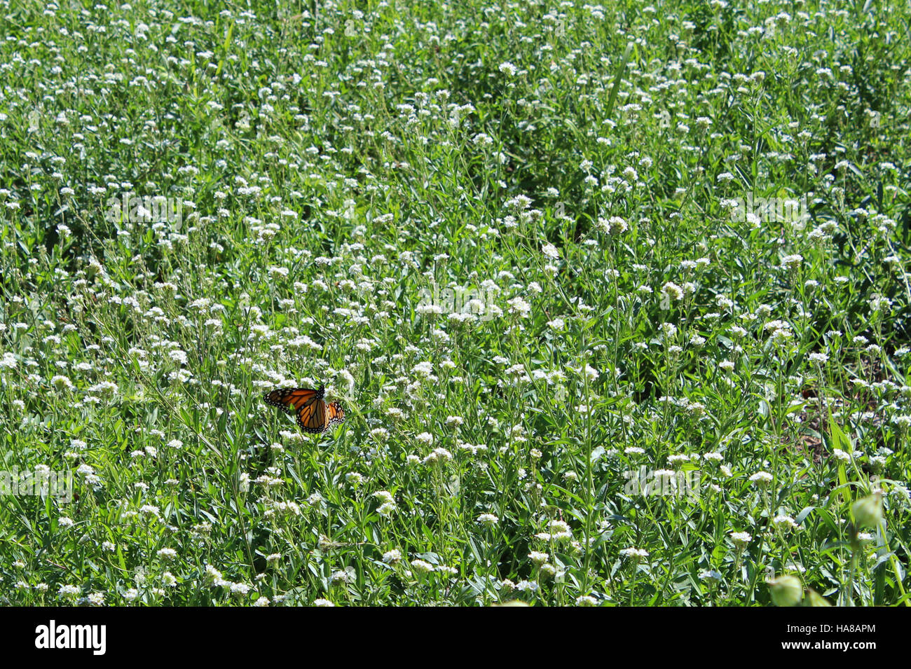 A Monarch butterfly is observed in Michigan, an important species for ...