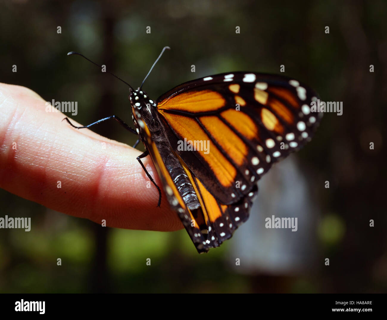 A young Monarch butterfly flaps its wings for the first time ...