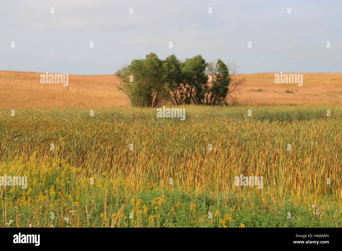 The changing colors of fall in the prairie highlight the seasonal ...