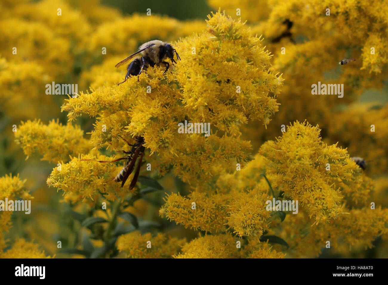 A recognized pollinator hotspot in the Midwest region of the United ...