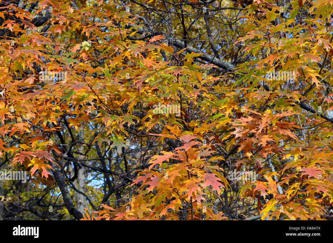 The Red Oak tree is a prominent species in Midwest national parks. It ...