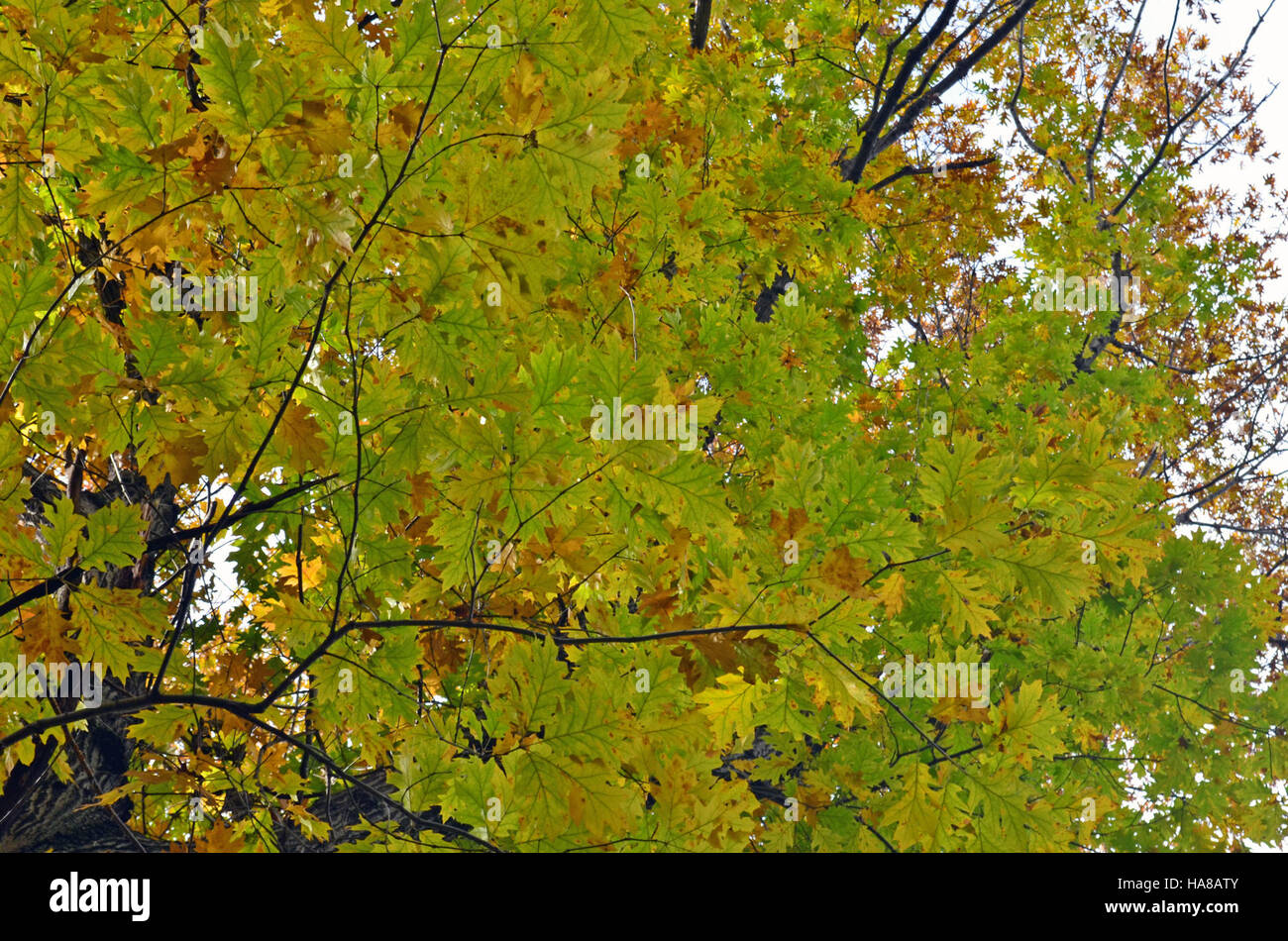 The Red Oak, observed in a National Park, is a significant tree species ...