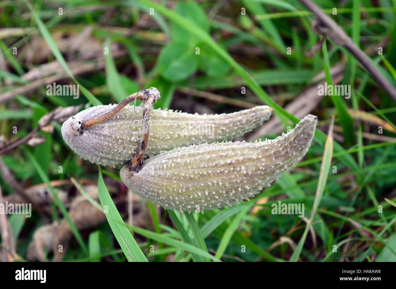 Milkweed seeds, important for pollinators like monarch butterflies, are ...