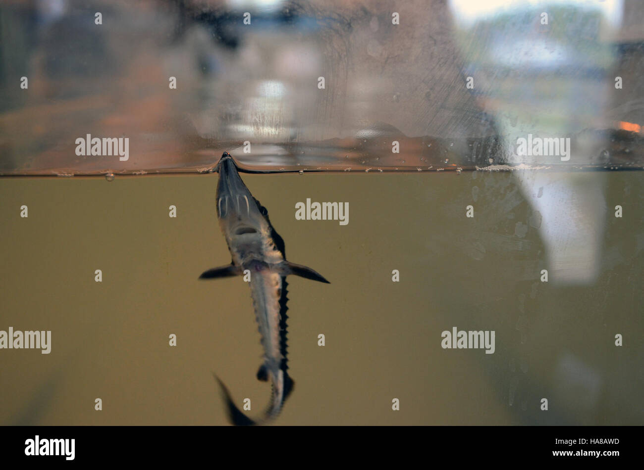 The lake sturgeon, a native fish species, plays a vital role in ...