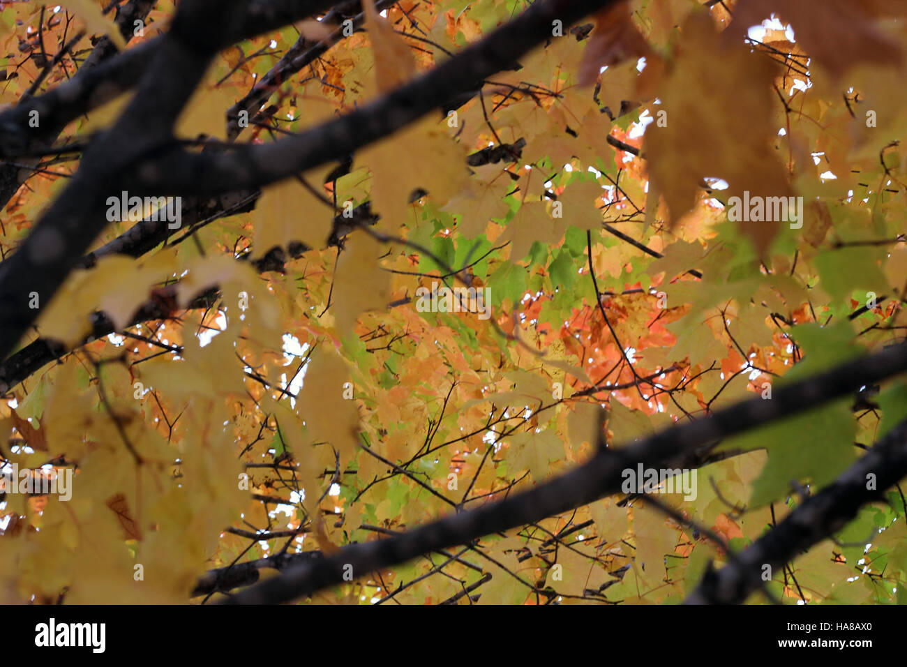 Fall colors transform national parks, with vibrant leaves marking the ...