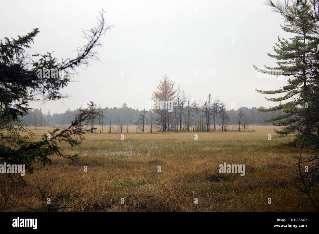 Seney national wildlife refuge hi-res stock photography and images - Alamy