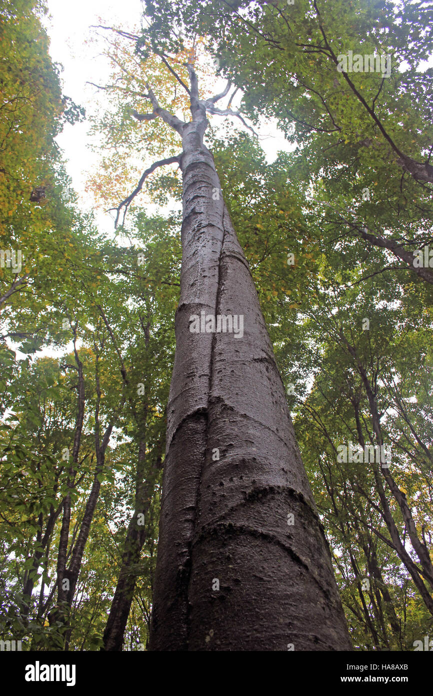 usfwsmidwest 15457903421 Scars from climbing black bears Stock Photo ...