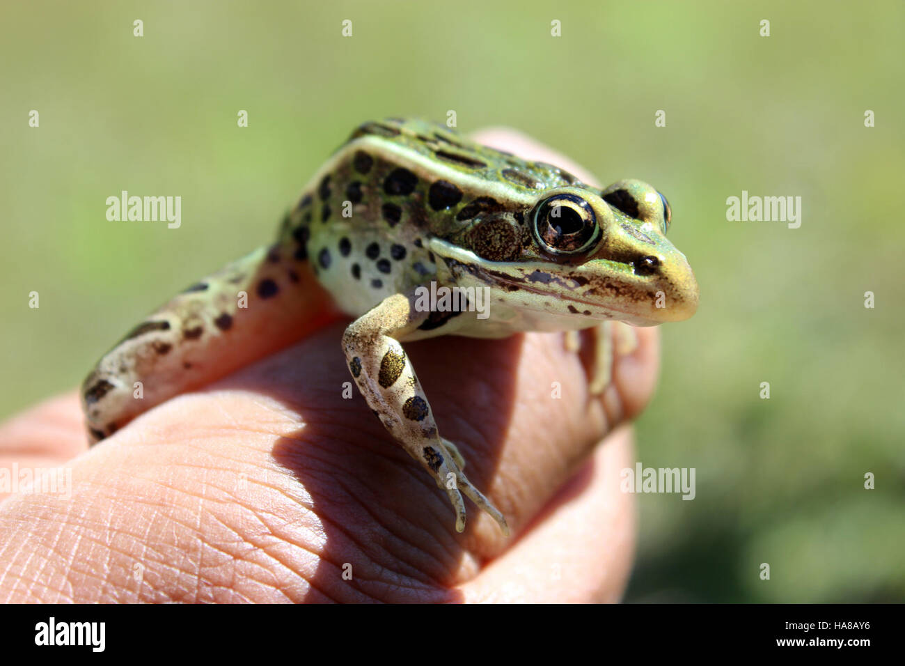 A Leopard Frog is spotted at Somerset State Game Area in Michigan. This ...