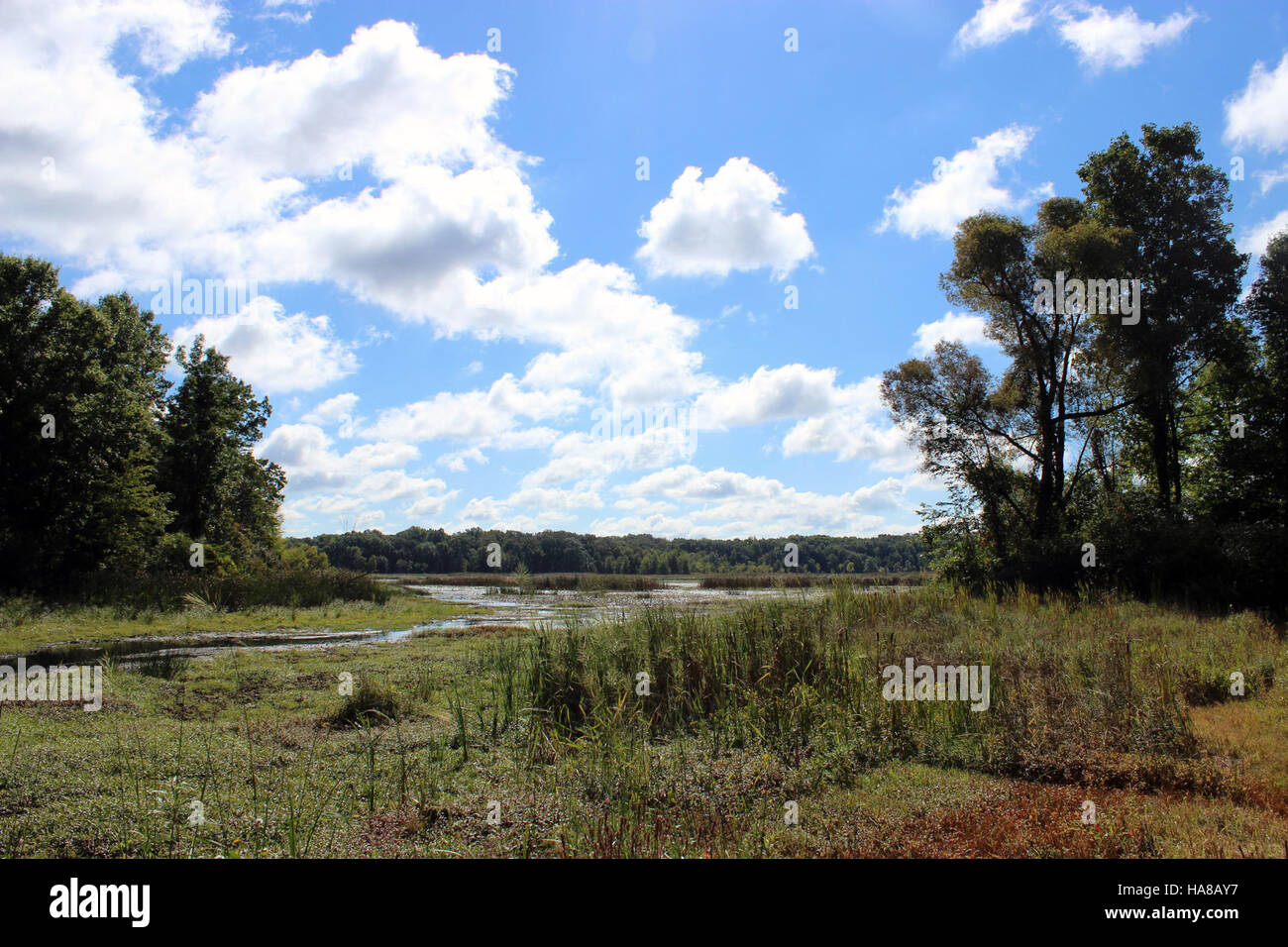 Baldwin Flooding in the Midwest has impacted local ecosystems ...