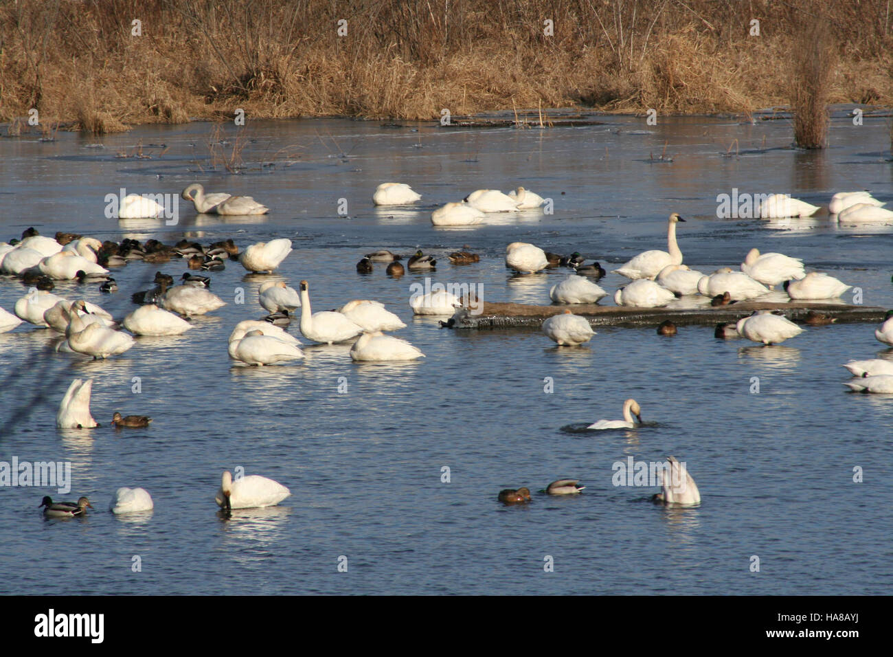 Tundra swans are a majestic species often seen migrating through ...