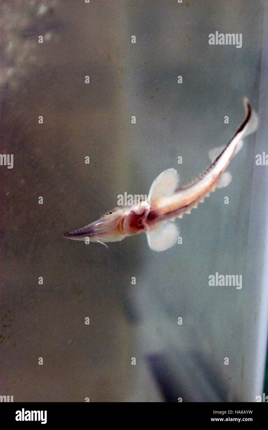 A baby lake sturgeon is pictured as part of conservation efforts to ...